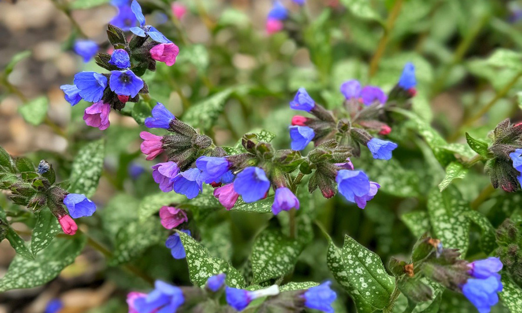 Lungwort syrup - Znam.si