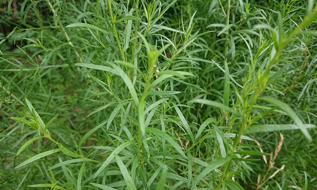 Pehtran - zmaj med začimbami - Znam.si