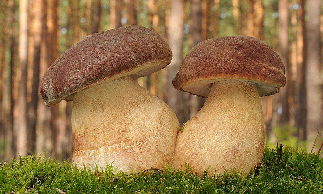 Jurčki - jesenski goban (Boletus edulis) - Znam.si
