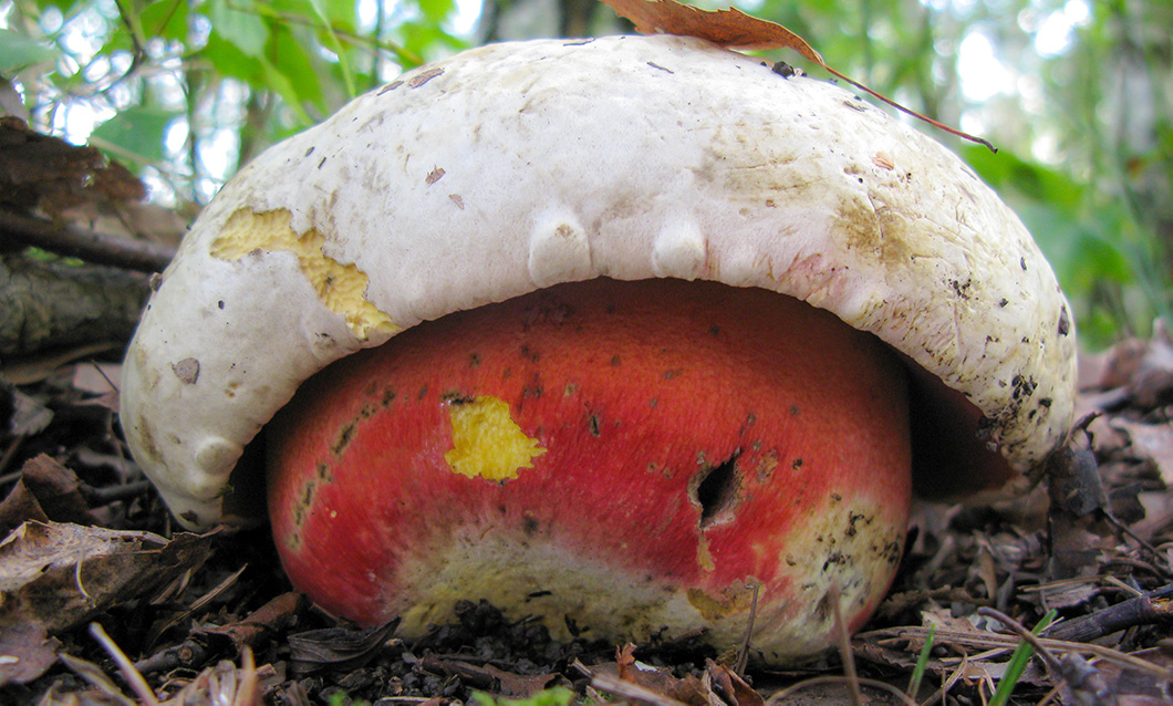 Jurčki - jesenski goban (Boletus edulis) - Znam.si
