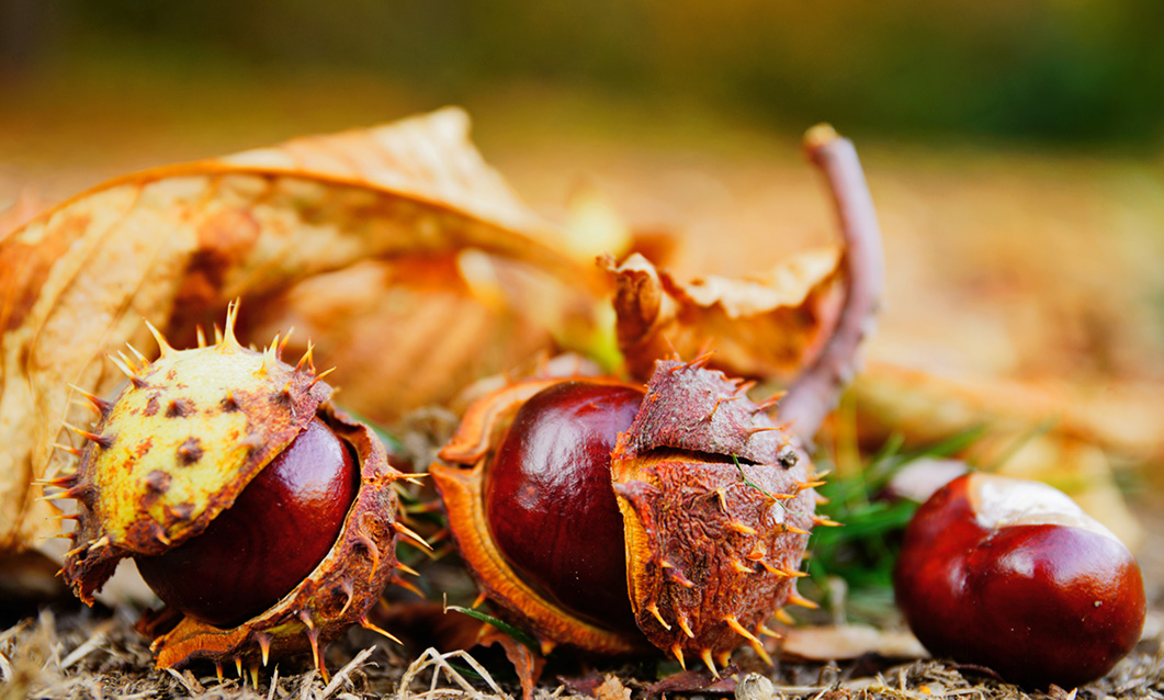 Kostanj - pečen, kuhan in surov - Znam.si