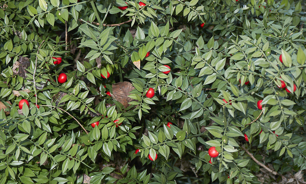 Lobodika ali ruška - spomladansko zdravje - Znam.si