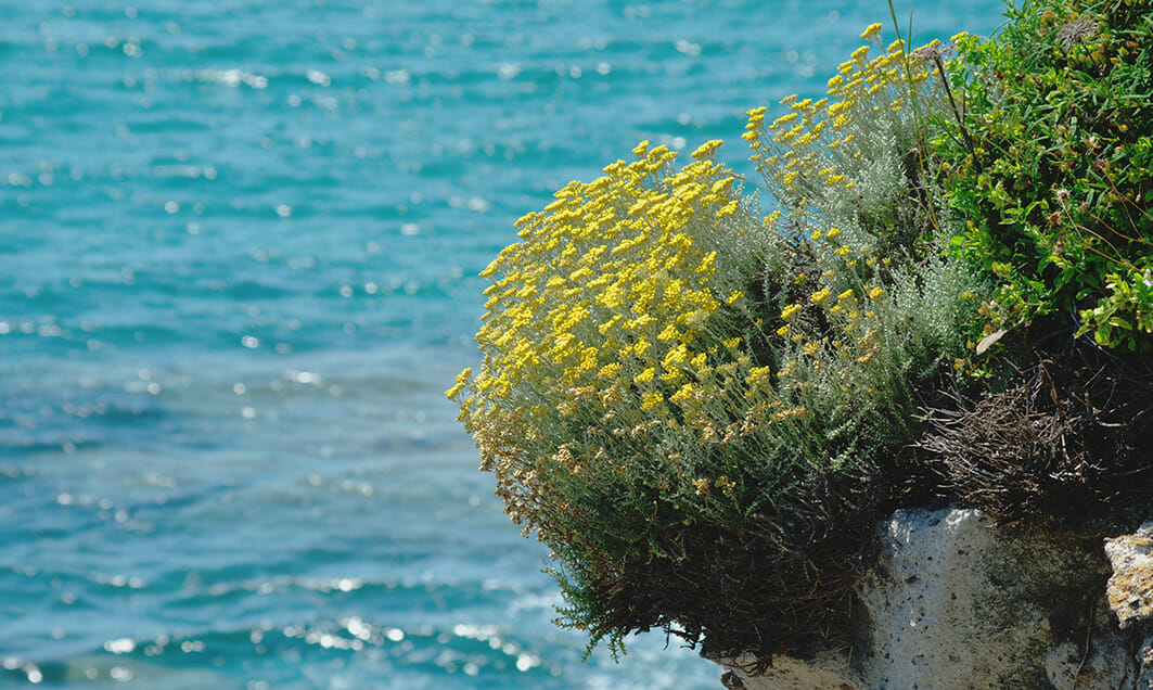 Smilj - za težave z jetri in žolčem - Znam.si