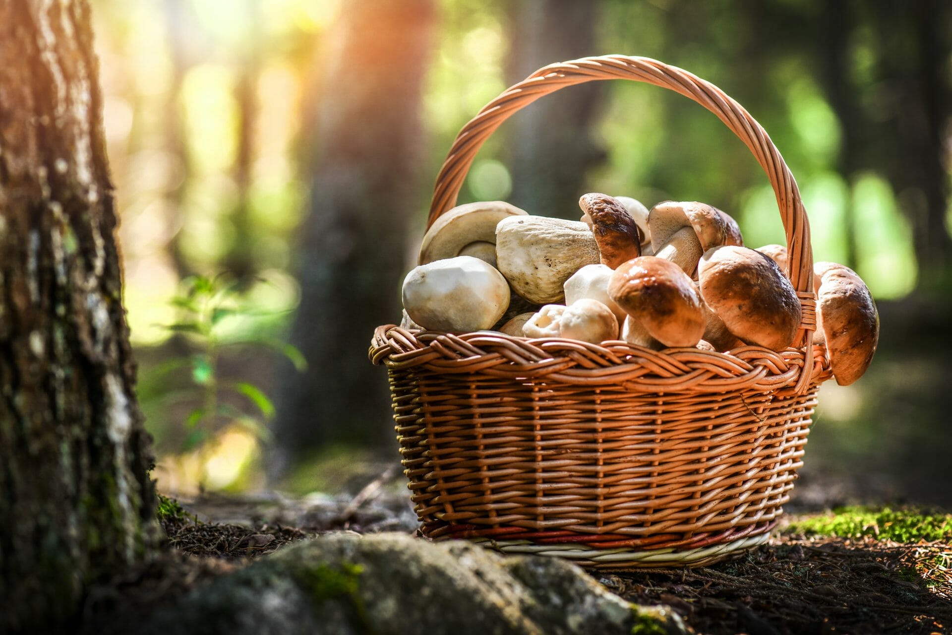 Poletni in jesenski goban oziroma poletni in jesenski jurček - Znam.si