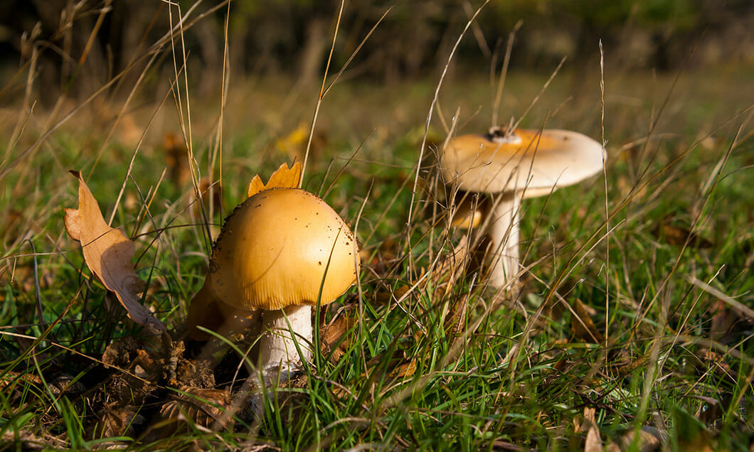 Knežja mušnica (Amanita caesarea) - Znam.si