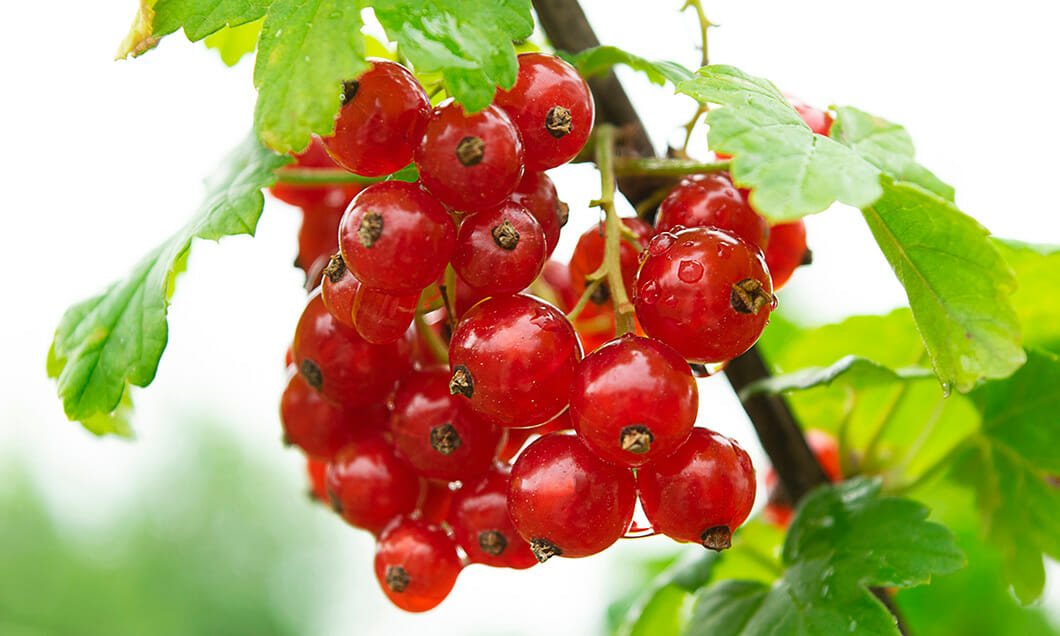 Rdeči ribez - ščiti ožilje in kosti - Znam.si