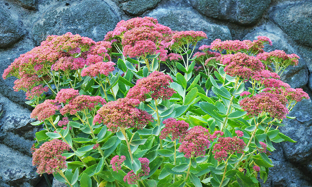Hermelika kot prva pomoč - Znam.si