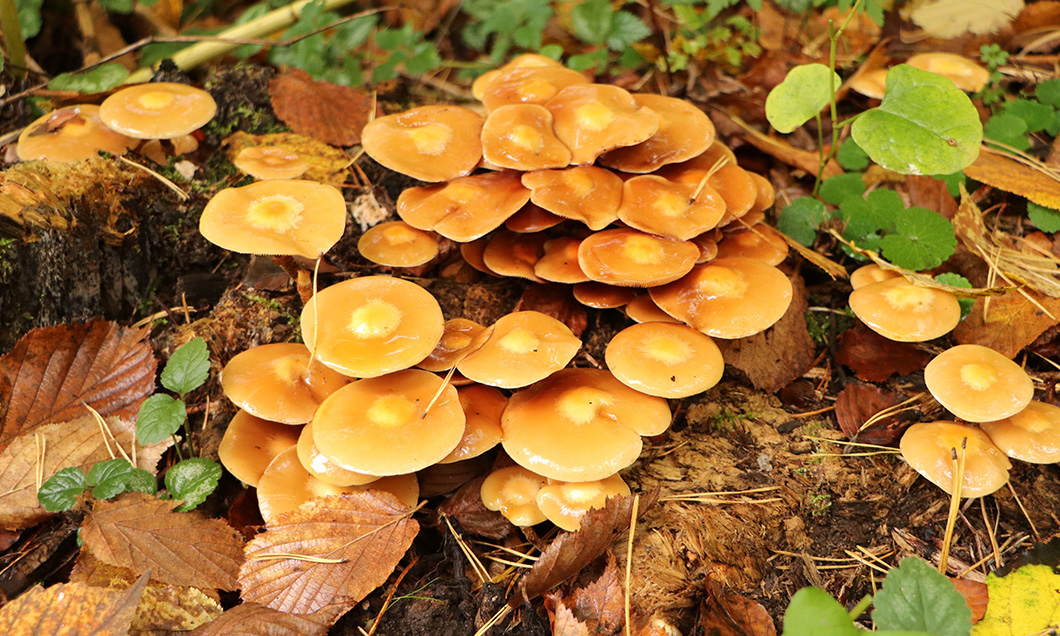 Kisla juha iz štorovk - Znam.si